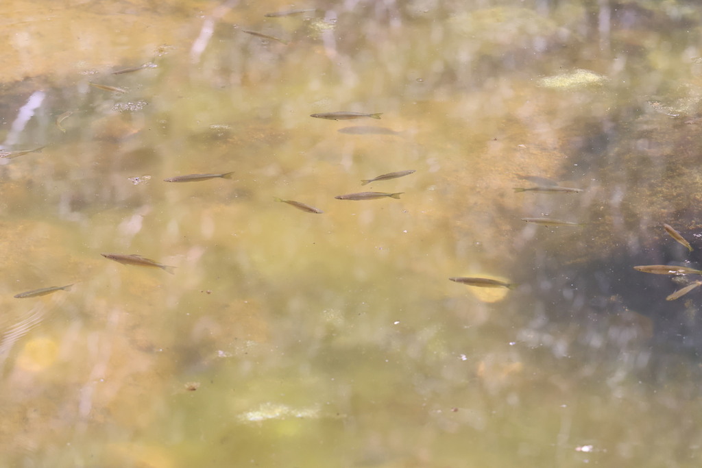 Ray-finned Fishes from Redbank Gorge, Mount Zeil NT 0872, Australia on ...