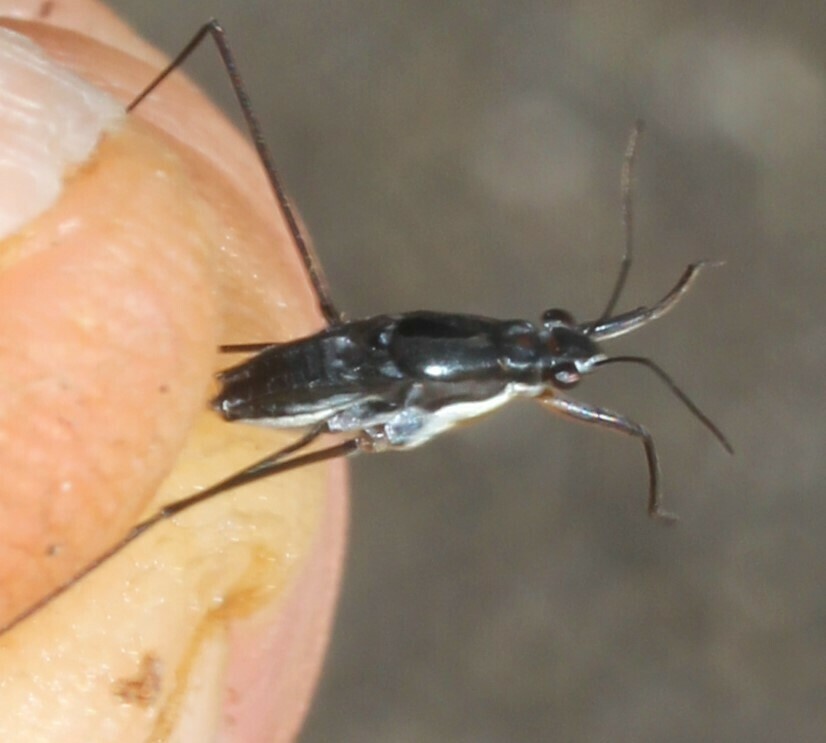 Neogerris hesione in September 2024 by rkluzco · iNaturalist