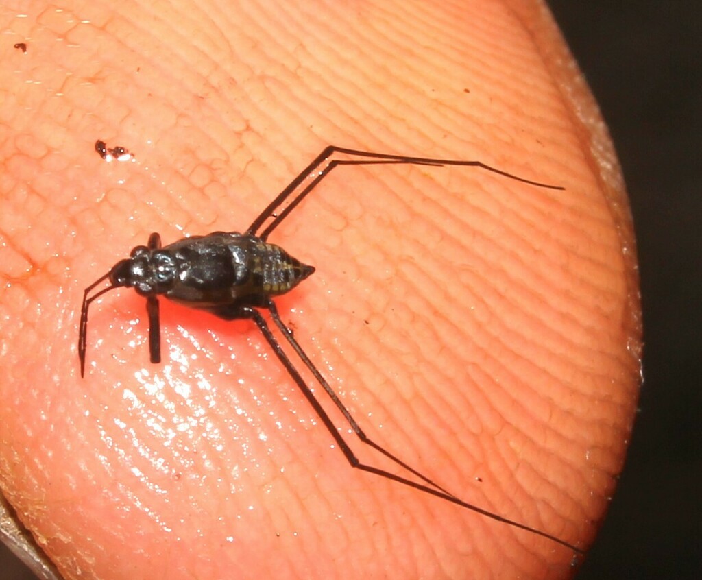 Neogerris hesione in September 2024 by rkluzco · iNaturalist