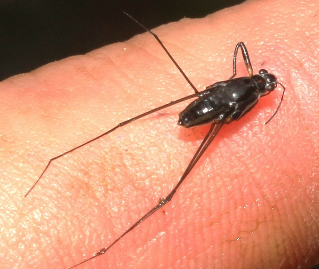 Neogerris hesione in September 2024 by rkluzco · iNaturalist