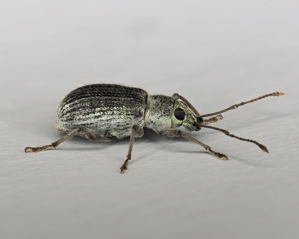 Asian Oak Weevil from Salem, NH 03079, USA on September 7, 2024 at 07: ...