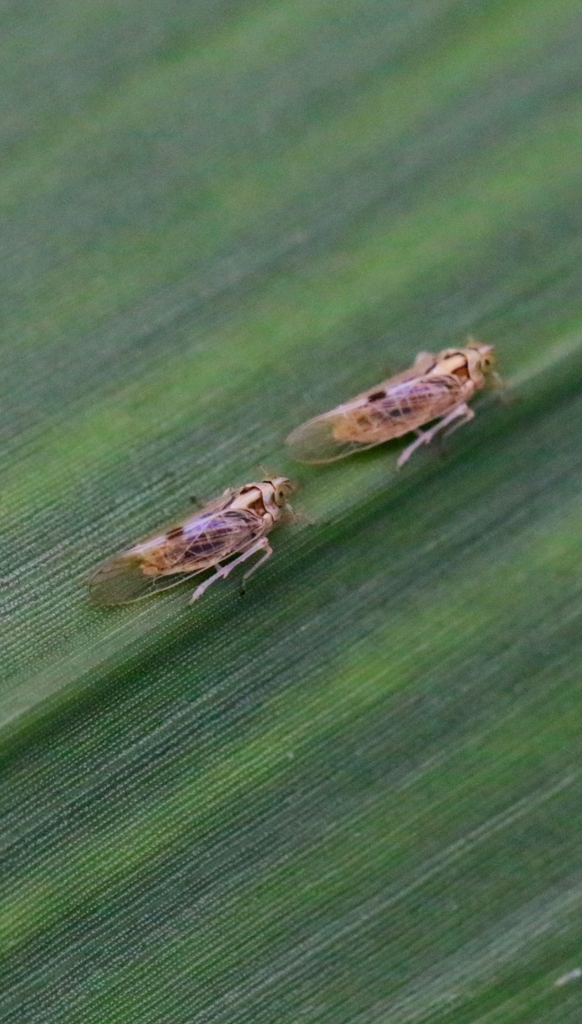 White-backed Planthopper from 蠔涌古道 on September 07, 2024 at 11:11 AM by ...