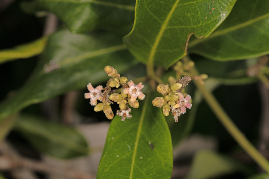 Common Silkpod from Forster NSW 2428, Australia on August 28, 2024 at 12:43 PM by Keith Martin ...