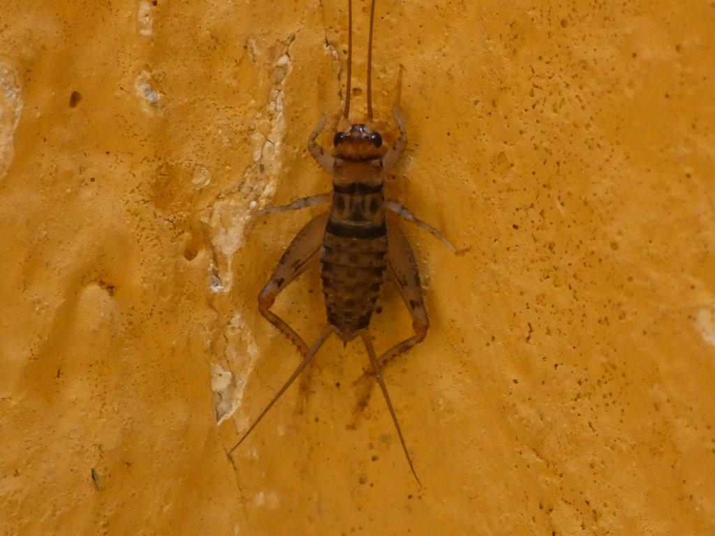 Tropical House Cricket from Ezequiel Montes Municipality, Qro., Mexico ...