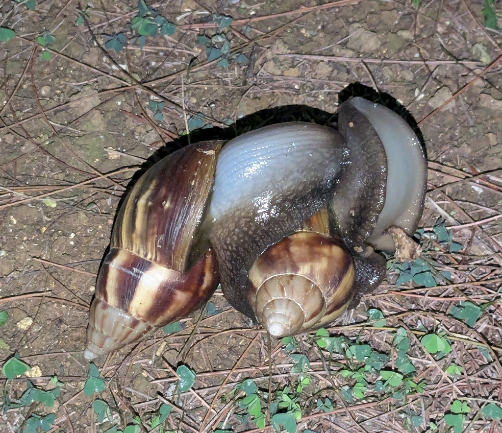 African Giant Snail from 901-2224, Japan on September 7, 2024 at 09:40 ...