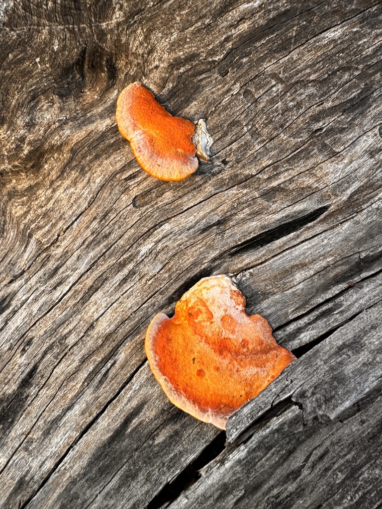 Southern Cinnabar Polypore from Morangup, WA, AU on September 7, 2024 ...