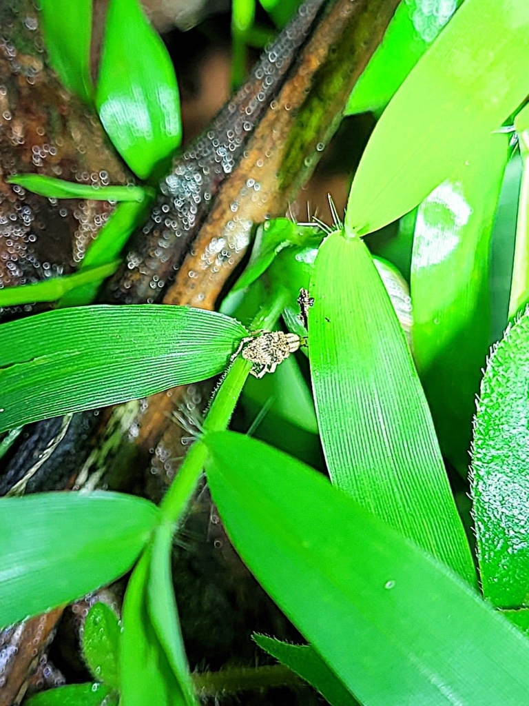 Phytoscaphus triangularis from 香港馬鞍山 on September 7, 2024 at 07:55 PM ...