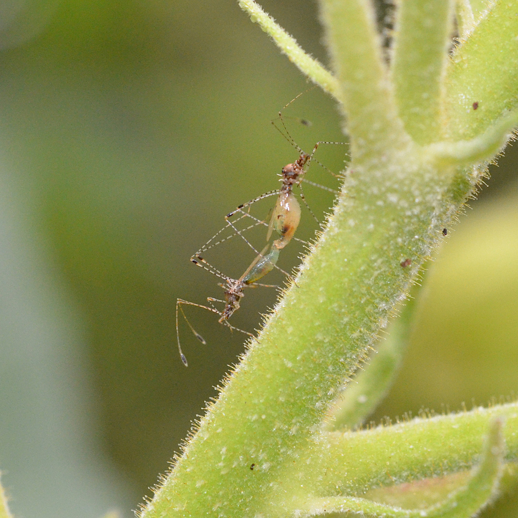Metacanthus pulchellus from Sakyo Ward, Kyoto, Japan on August 31, 2024 ...