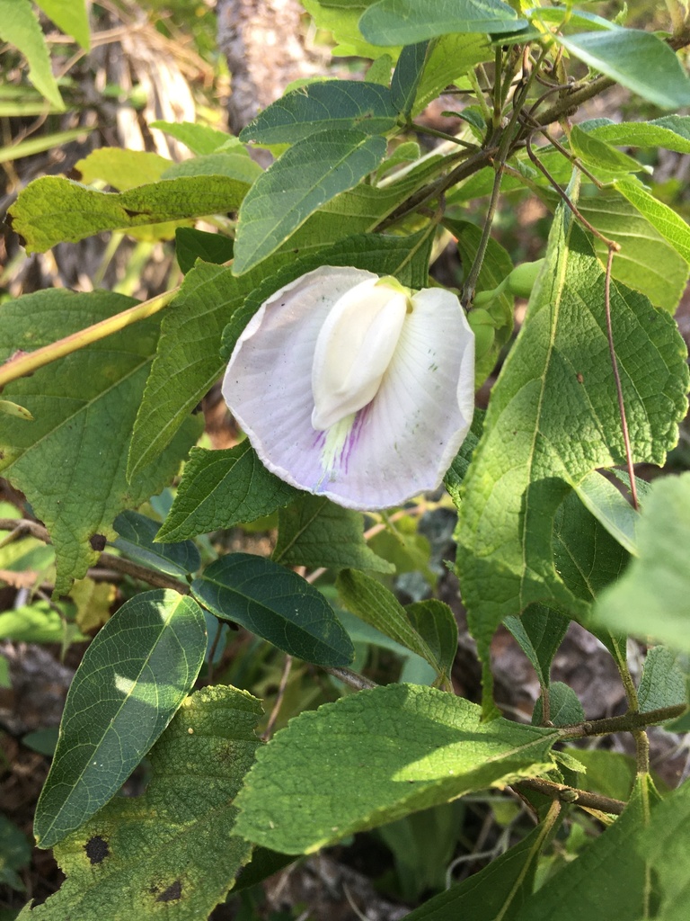pineland butterfly pea in September 2024 by Sterling Herron · iNaturalist