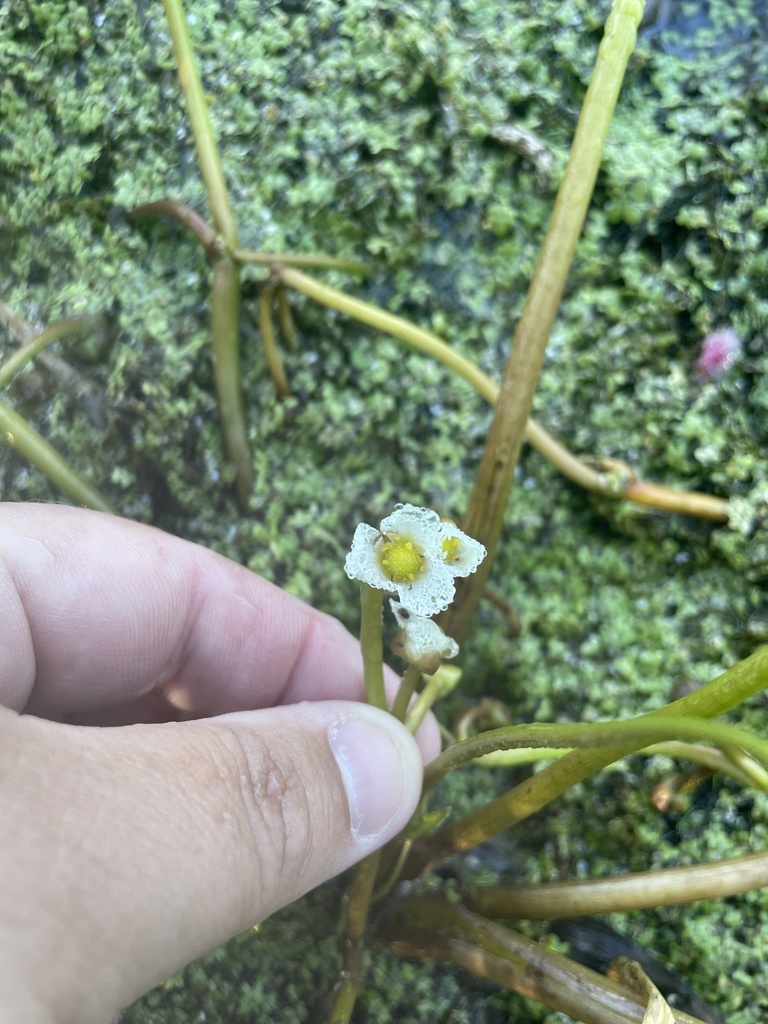 hooded arrowhead from Minnesota Lake, Minnesota Lake, MN, US on ...