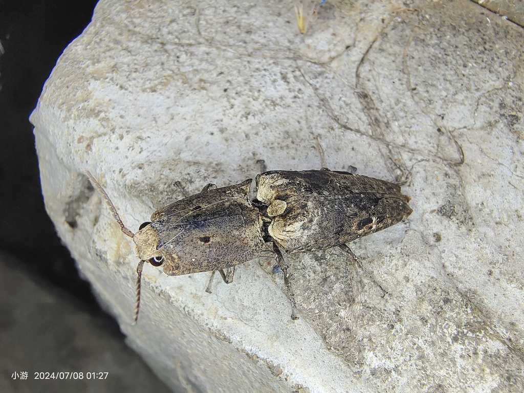 Cryptalaus from 中国广西壮族自治区河池市巴马瑶族自治县 on July 8, 2024 at 01:27 AM by 游 · ...