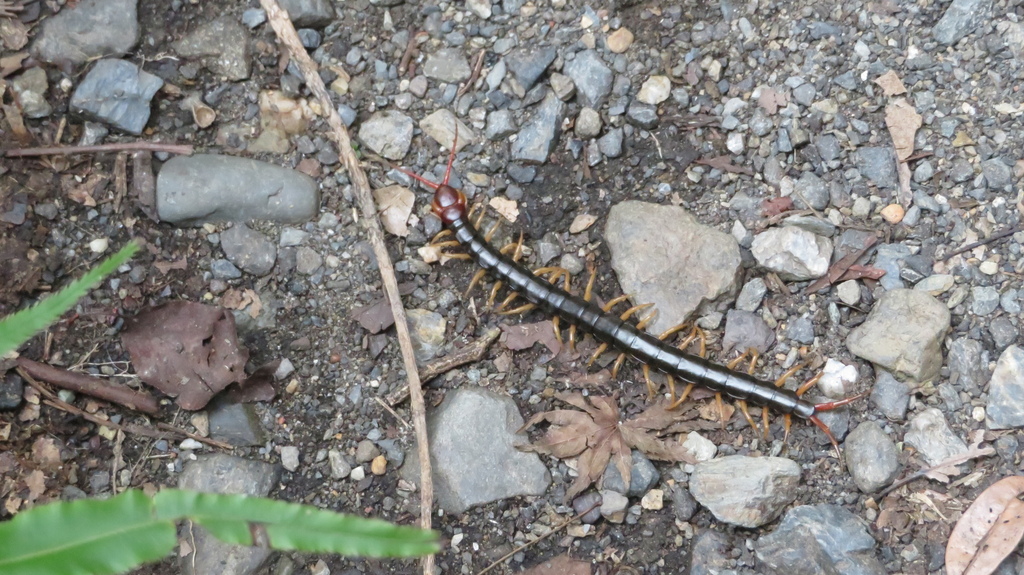 Chinese Red-headed Centipede from Ukyo Ward, Kyoto, Japan on September ...