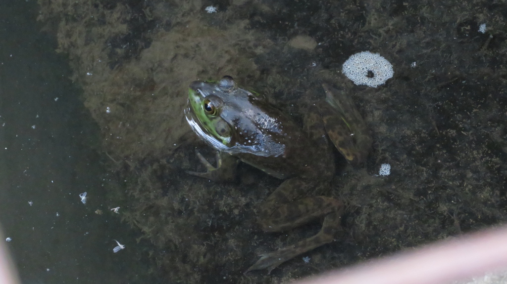 American Bullfrog from Nishikyo Ward, Kyoto, Japan on September 07 ...