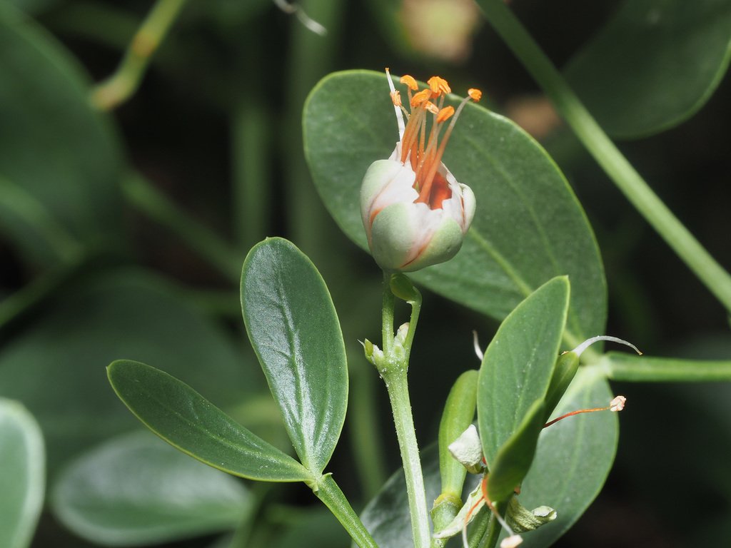 Syrian bean-caper (Noxious Weeds of Washington State) · iNaturalist