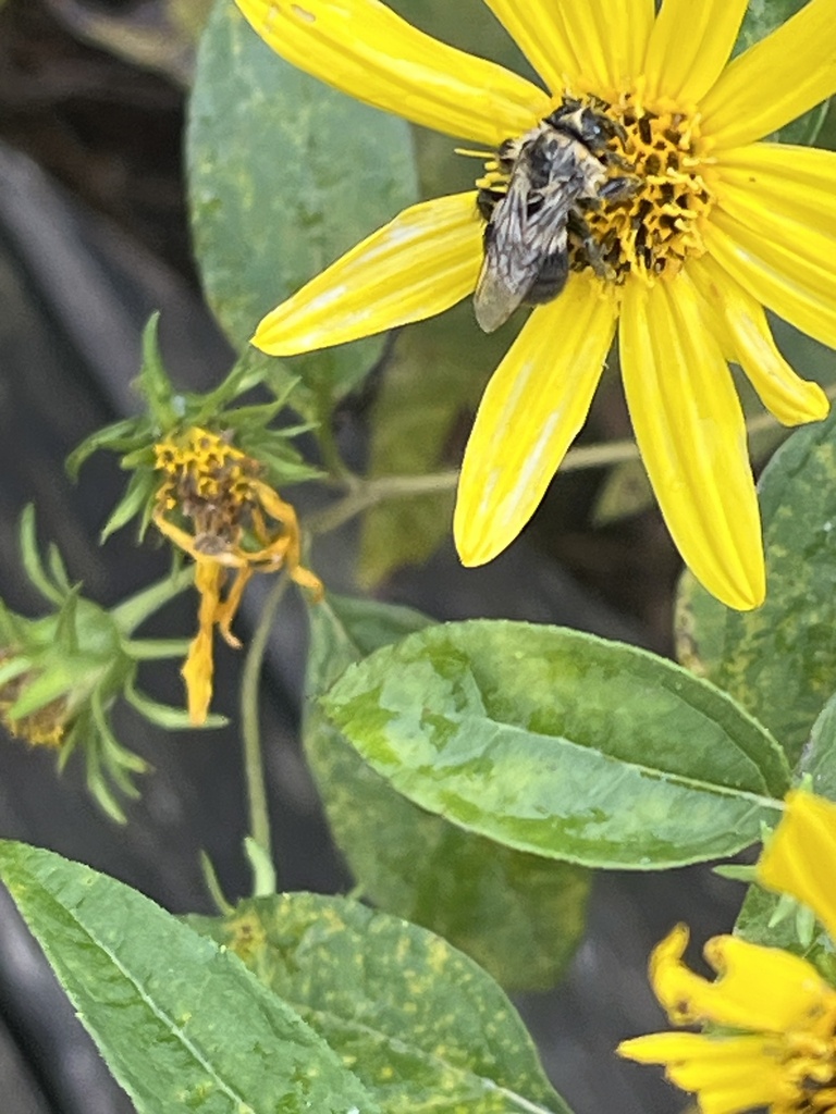 Honey Bees, Bumble Bees, and Allies from Long Island, New York, NY, US ...