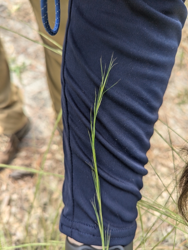 Wire grass from Oakland, FL, USA on September 5, 2024 at 02:36 PM by ...