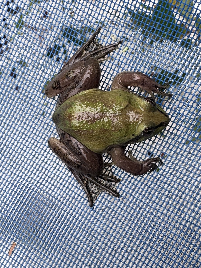Paradoxical Swimming Frog from Yopal, Casanare, CO on September 7, 2024 ...