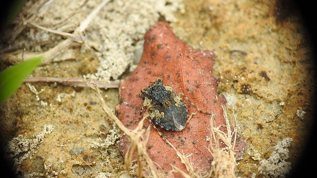 Big-eyed Toad Bug from Wellington County, ON, Canada on August 28, 2024 ...