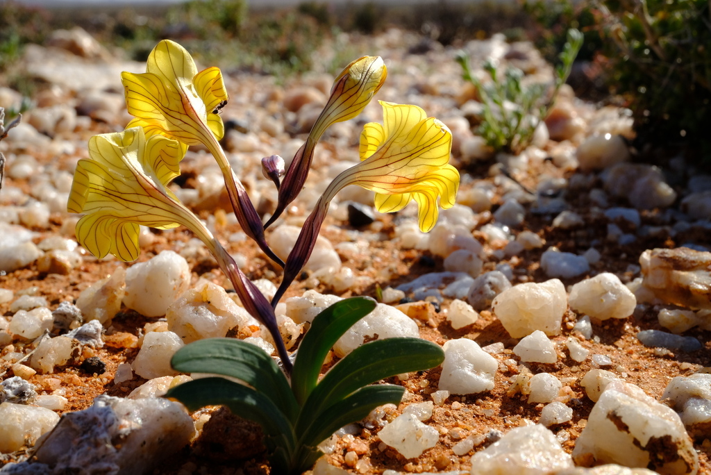 Great Karoo Triton in September 2024 by Nick Helme · iNaturalist