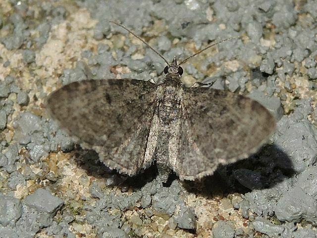 Pug Moths in September 2024 by privatenoaccess · iNaturalist
