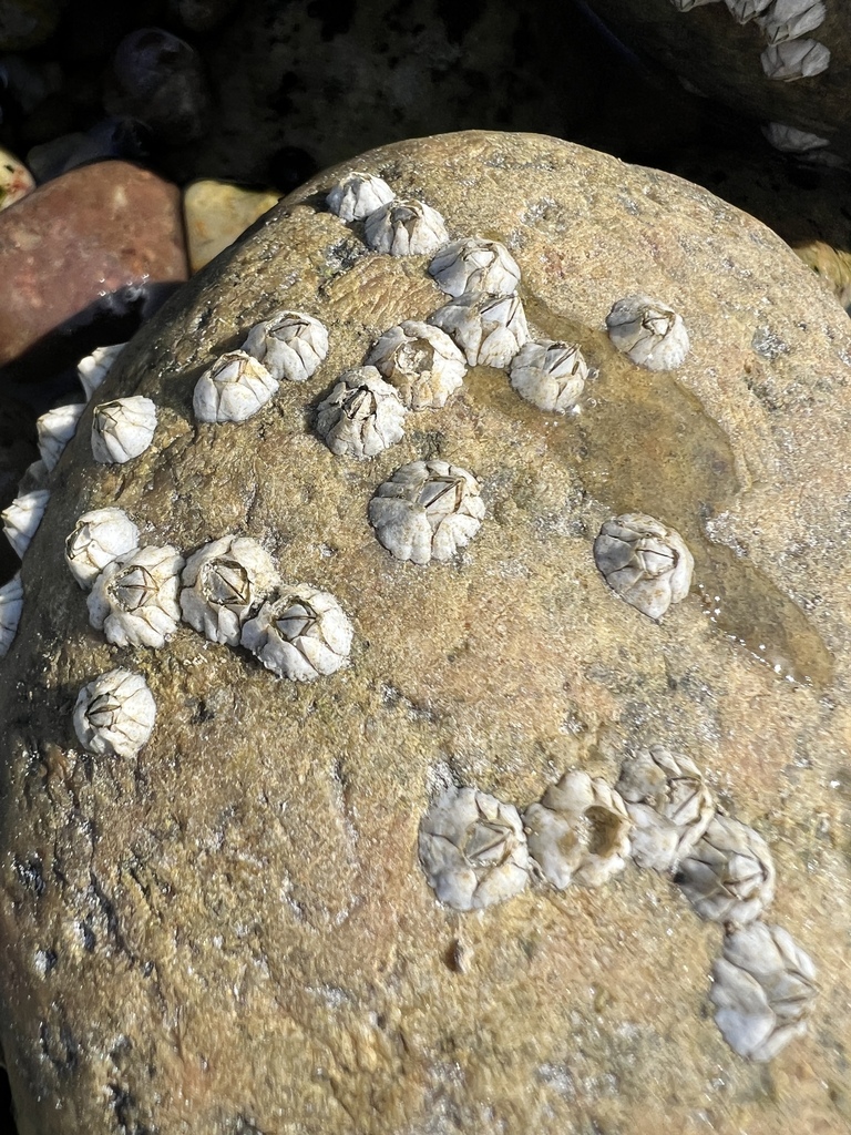 Northern Acorn Barnacle from Cape Cod Bay, Barnstable, MA, US on ...