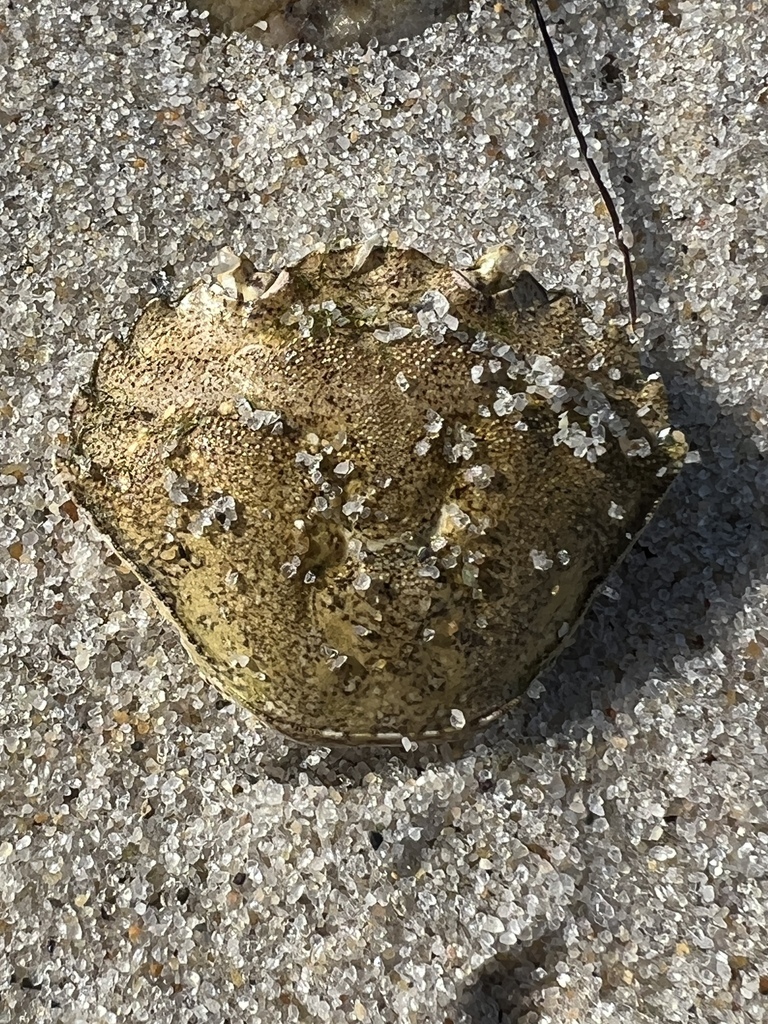 European Green Crab from Cape Cod Bay, Barnstable, MA, US on September ...