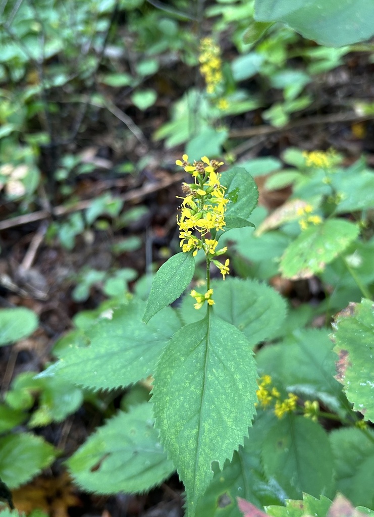broad-leaved goldenrod from Otonabee-South Monaghan, ON, CA on ...