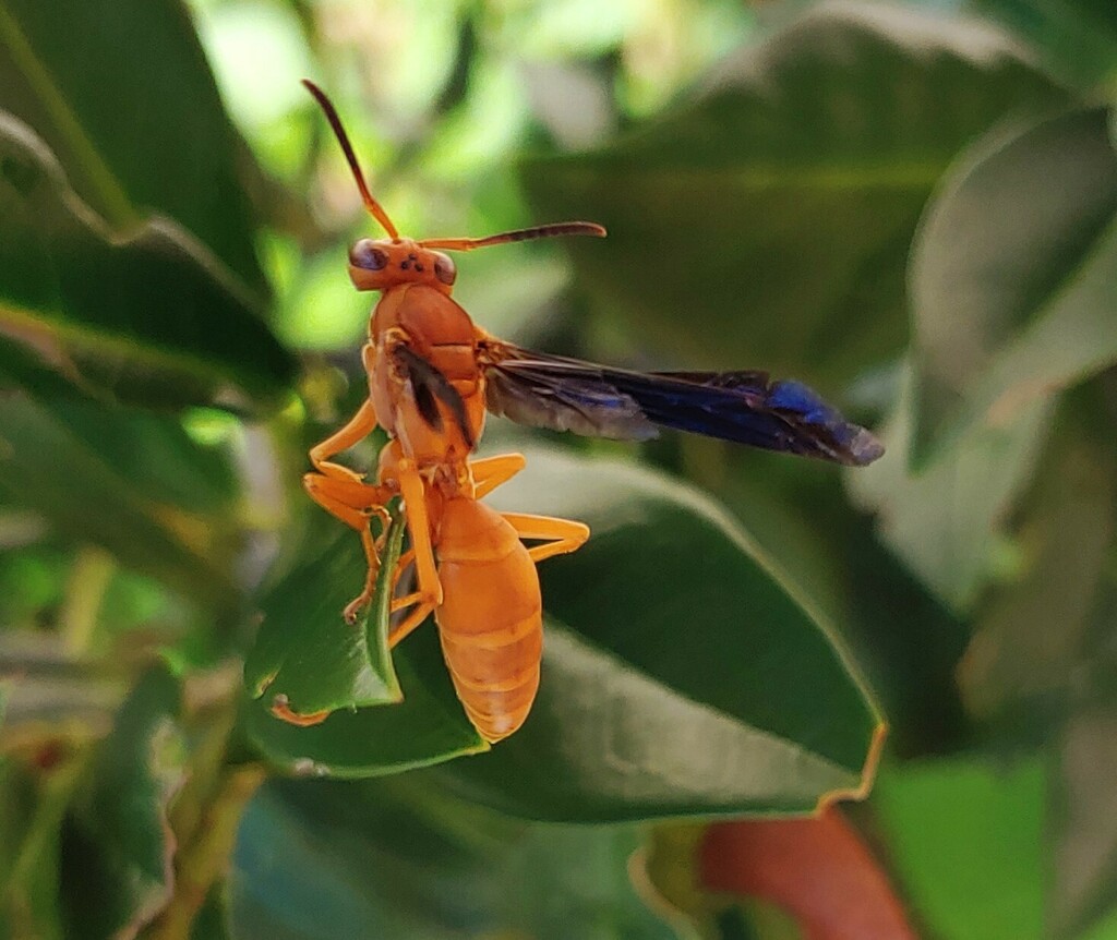 Fine-backed Red Paper Wasp from Mountain Park, GA, USA on September 7 ...