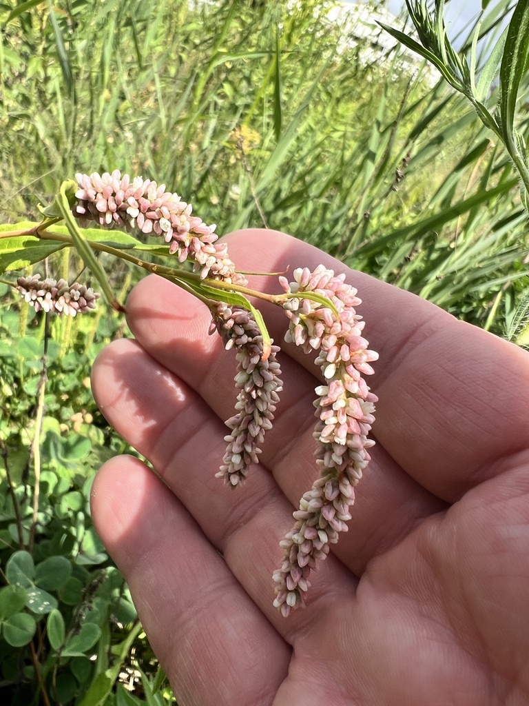 pale smartweed from Humber Dr, Sarnia, ON, CA on September 7, 2024 at ...