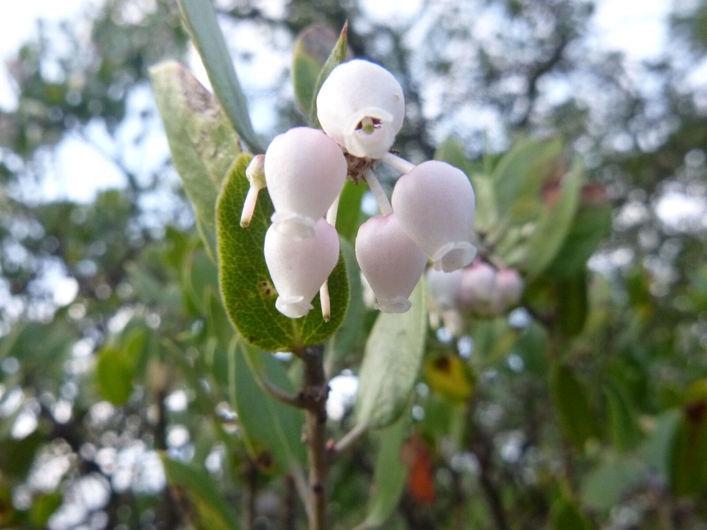 pointleaf manzanita from El Charco del Ingenio, San Miguel de Allende ...