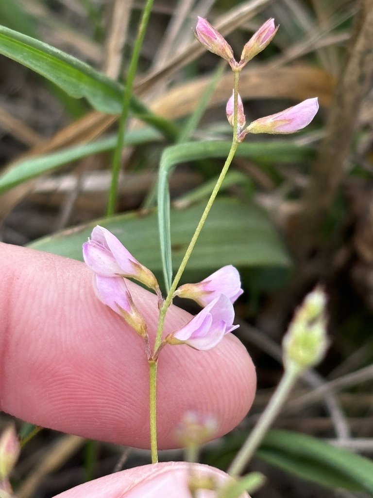 creeping lespedeza from Buck Lodge Trail, College Park, MD, US on ...