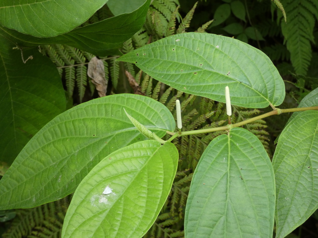 Piper hispidum from Xilitla, San Luis Potosi, Mexico on August 29, 2024 ...