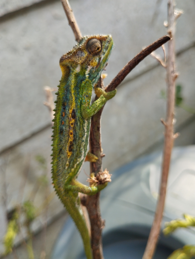 Cape Dwarf Chameleon from Bridgebank, Cape Town, 7130, South Africa on ...