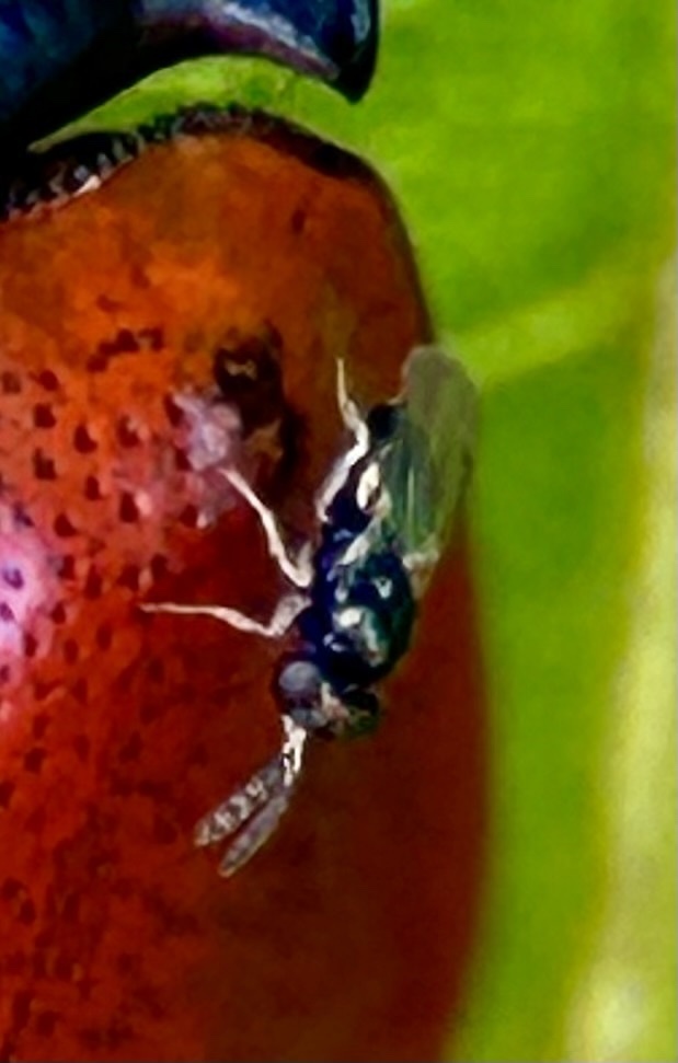 Chalcidoid Wasps from SW 80th Terr, Miami, FL, US on September 7, 2024 ...