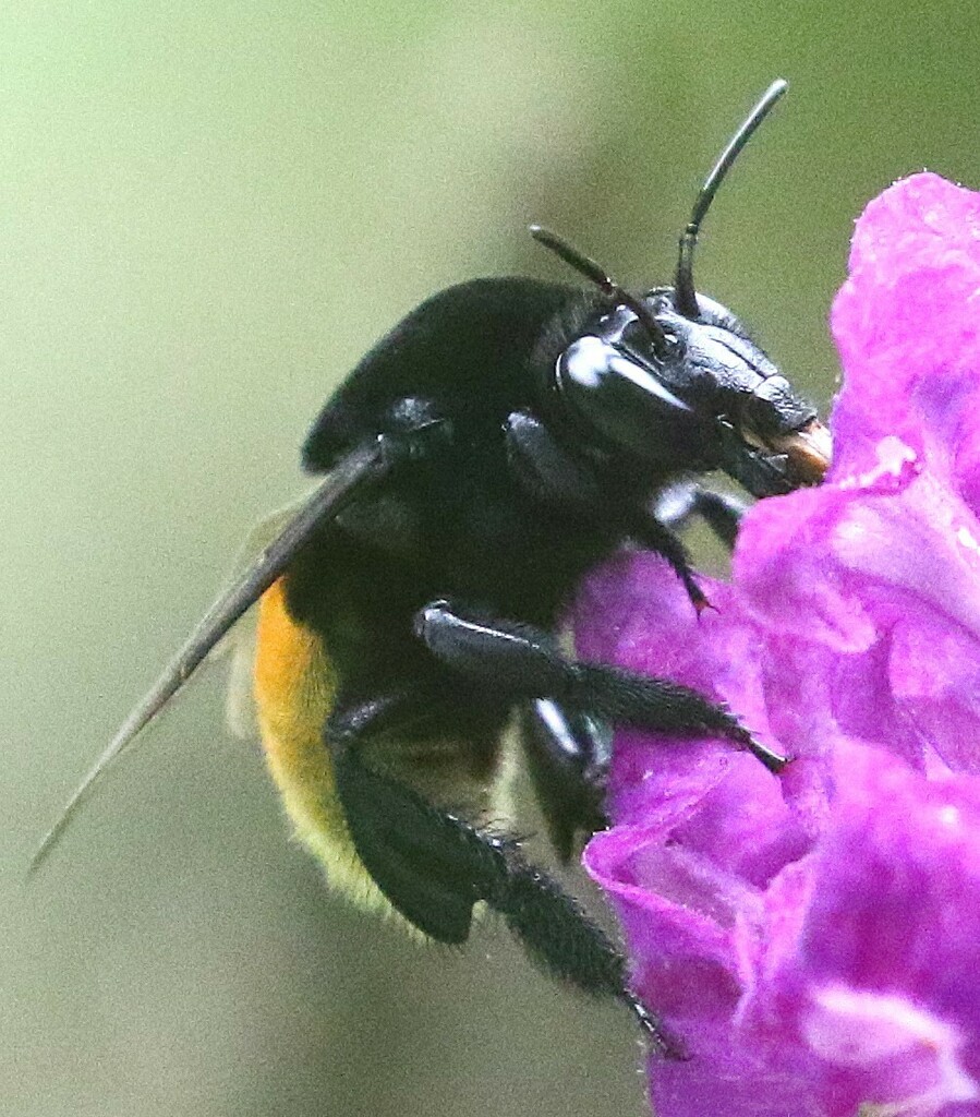 Eulaema polychroma from Alajuela Province, San Carlos, Costa Rica on ...