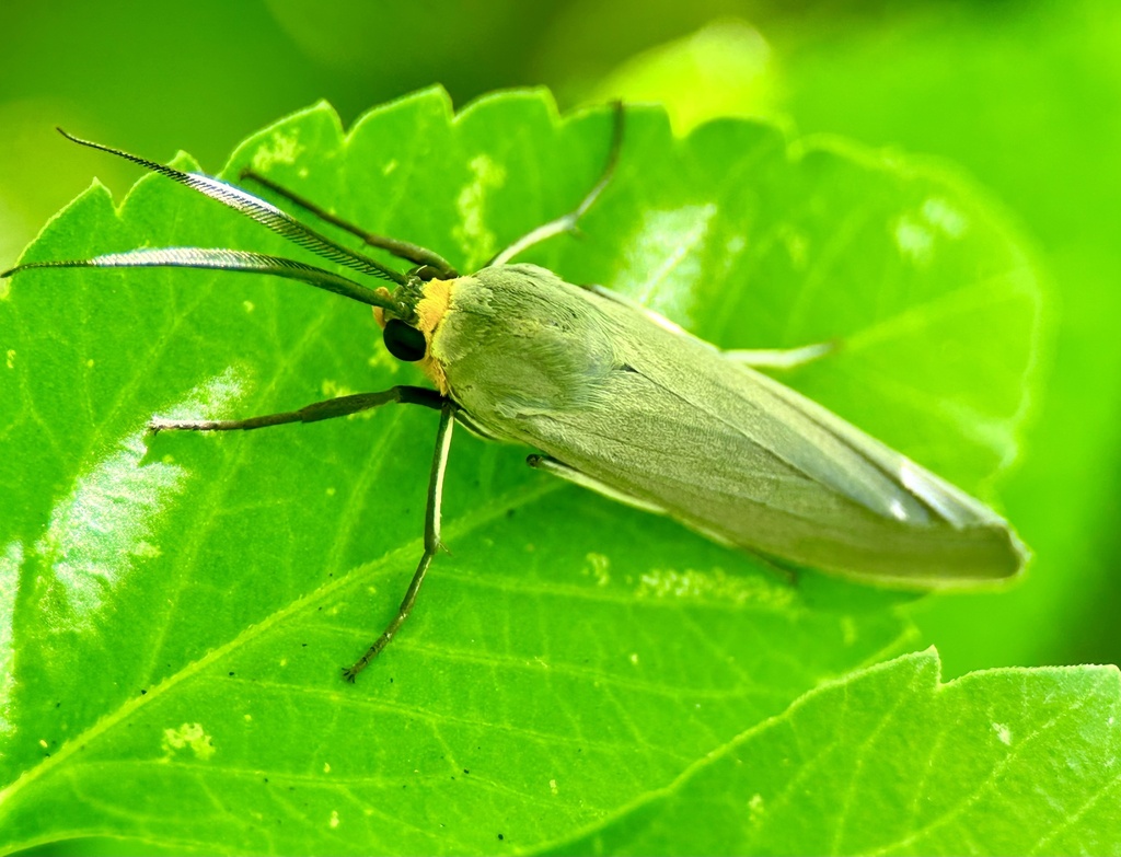 Edwards' Wasp Moth from SW 80th Terr, Miami, FL, US on September 7 ...