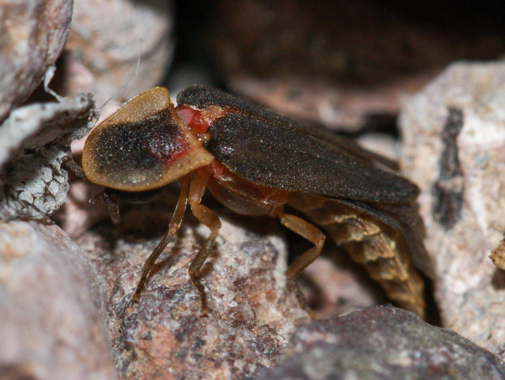Microphotus from Alamo Canyon, Pima County, AZ, USA on August 16, 2024 ...