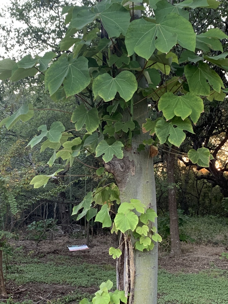 Chinese parasol tree from Fitzhugh Rd, San Antonio, TX, US on September ...