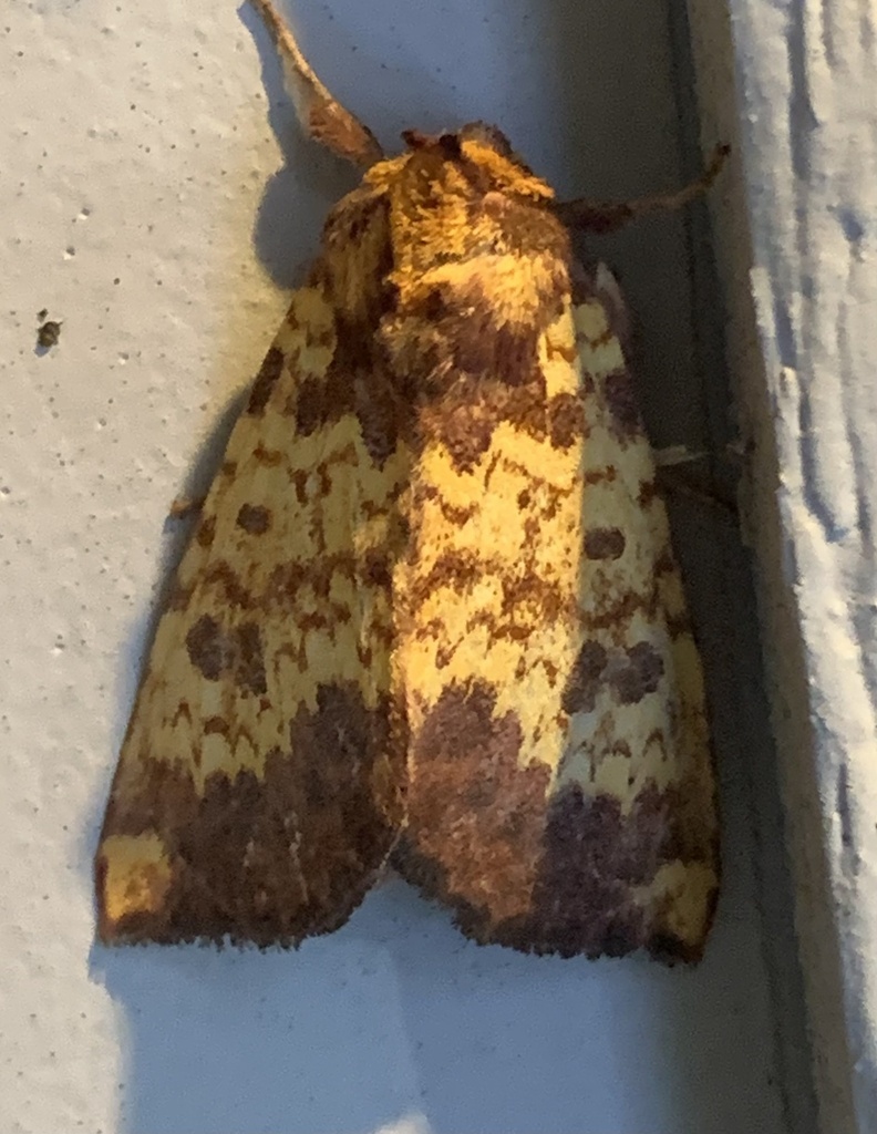 Golden Borer Moth in September 2024 by larrymcdaniel · iNaturalist