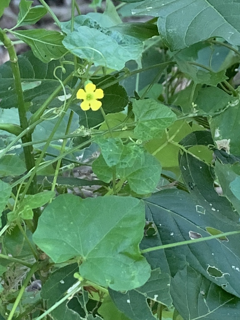 creeping cucumber from Fitzhugh Rd, San Antonio, TX, US on September 7 ...