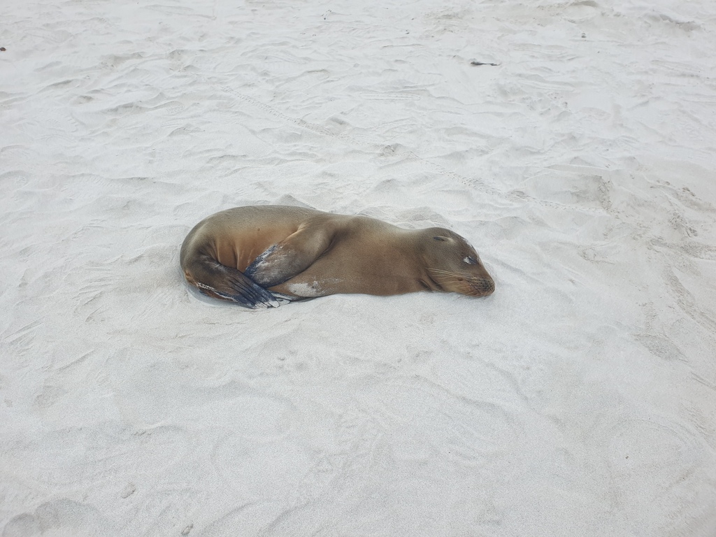 Galápagos Sea Lion in August 2021 by ondracka_honza · iNaturalist