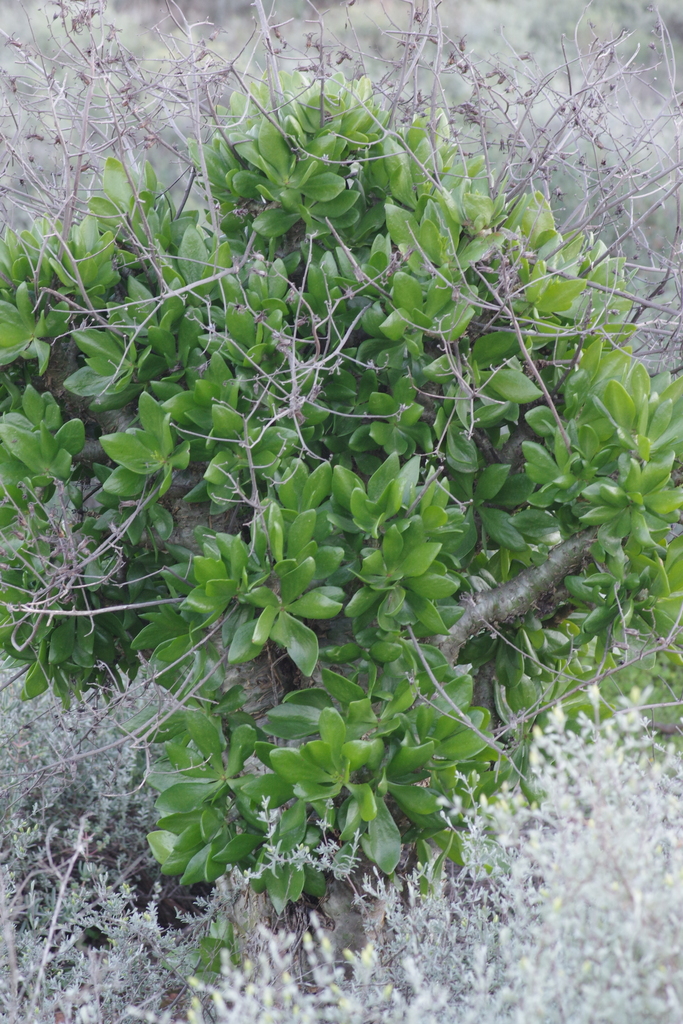 Botterboom from Travelling Tortoise [near De Rust to Oudtshoorn on the ...