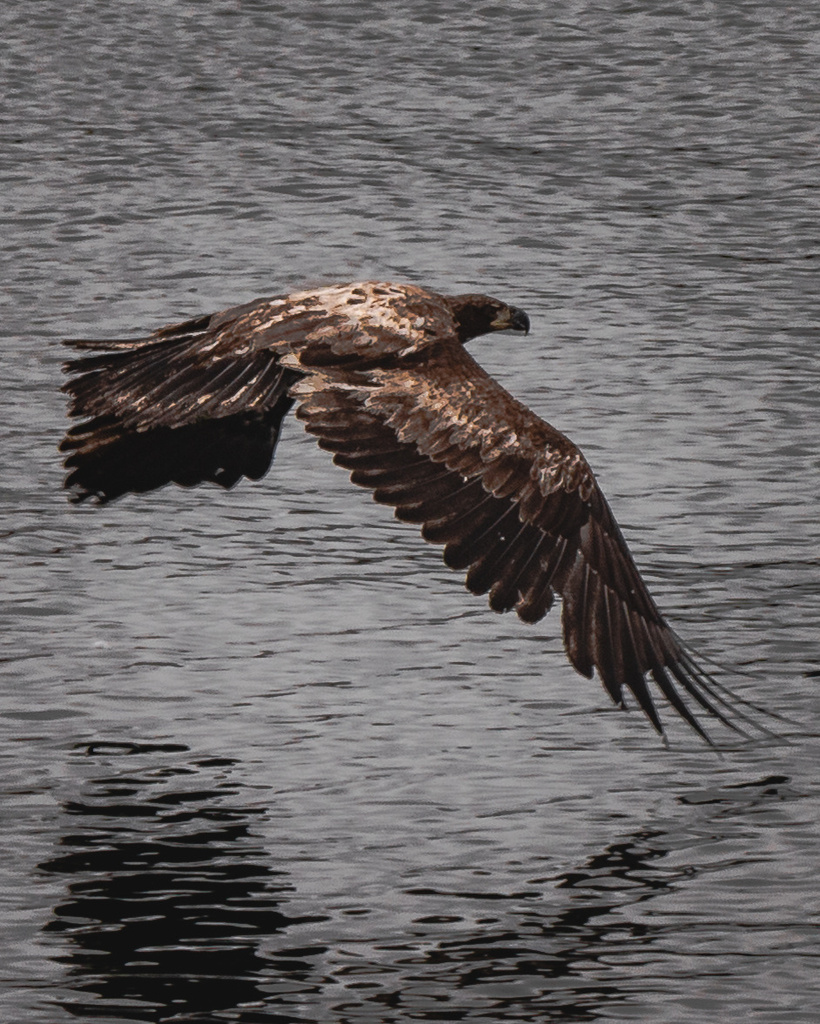 Bald Eagle from Newfoundland, Trinity Bay North, NL, CA on May 20, 2019 ...