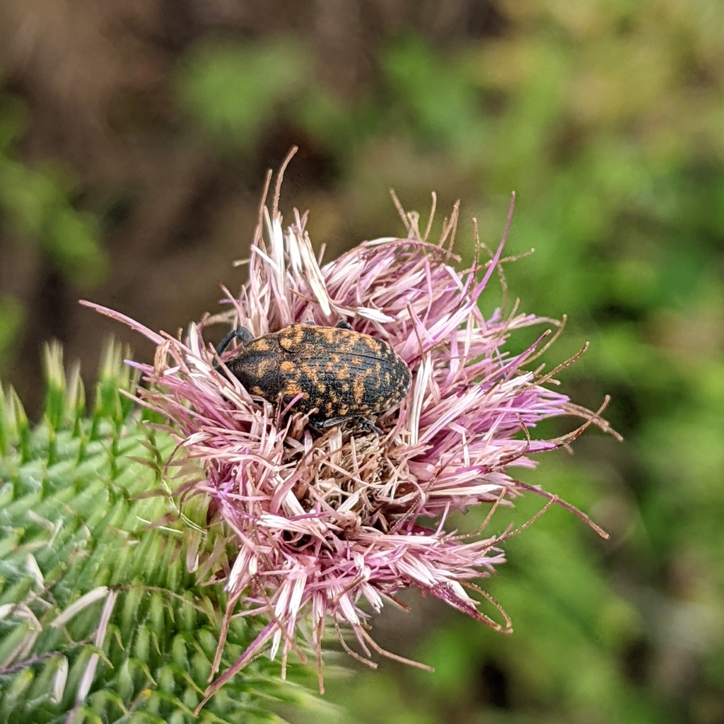 Turbine Cylindrical Weevil from Eaton Township, OH, USA on September 7 ...