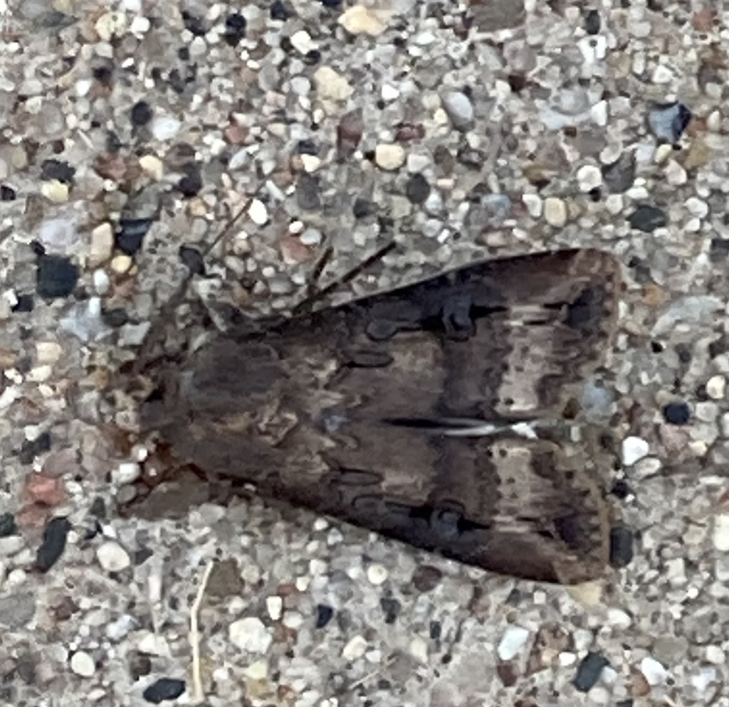 Ipsilon Dart Moth from South Dakota State University, Brookings, SD, US ...