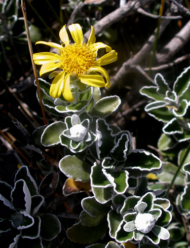 (Brachyglottis compacta) - Botanical Realm