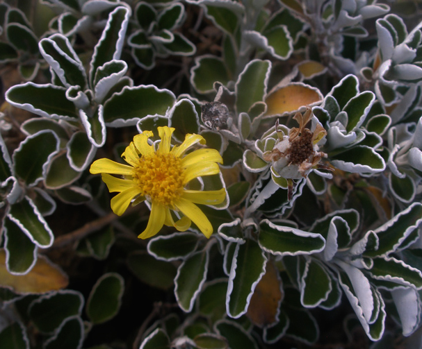 (Brachyglottis compacta) - Botanical Realm