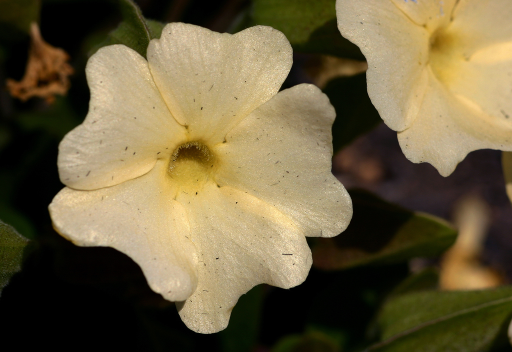 Thunbergia huillensis from Marondera, Zimbabwe on October 1, 2004 at 11 ...