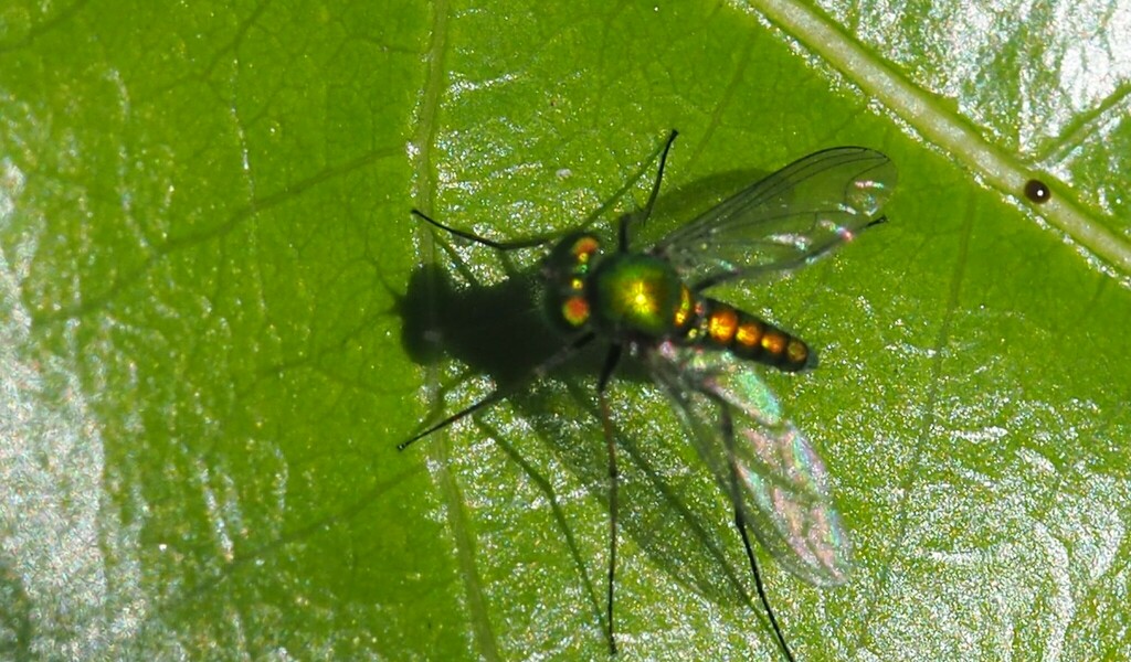Chrysosoma leucopogon from Hervey Bay QLD 4655, Australia on August 7 ...