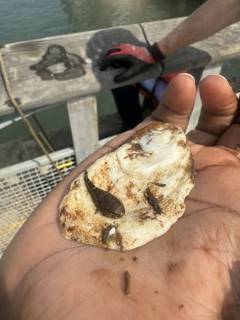 Skilletfish from Upper New York Bay, New York, NY, US on August 26 ...